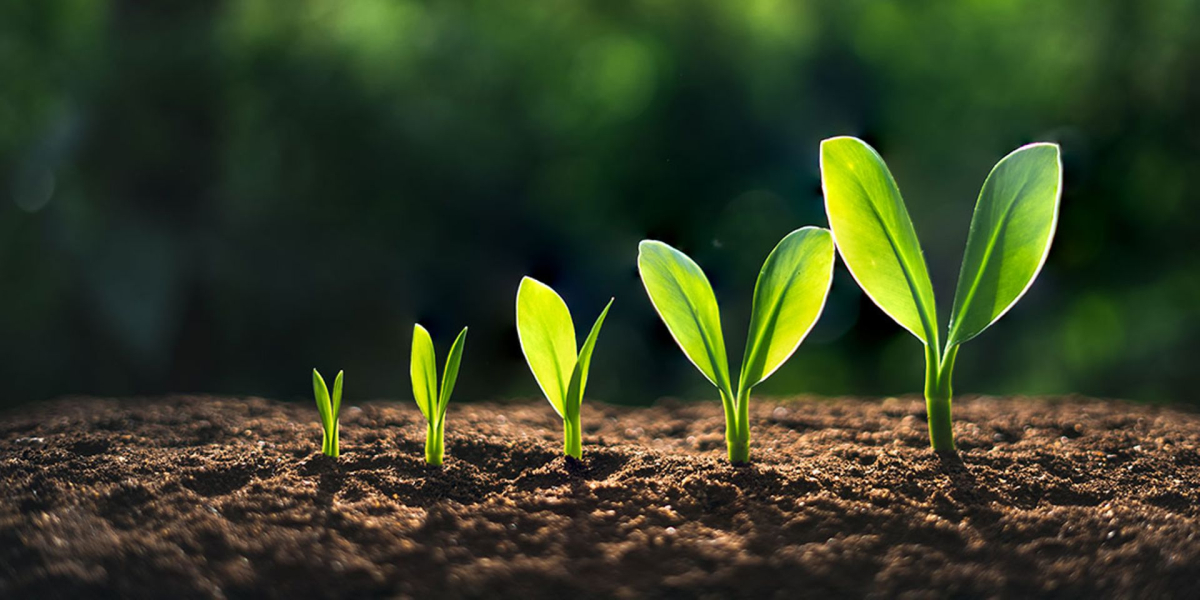 Five stages of Christian school maturity